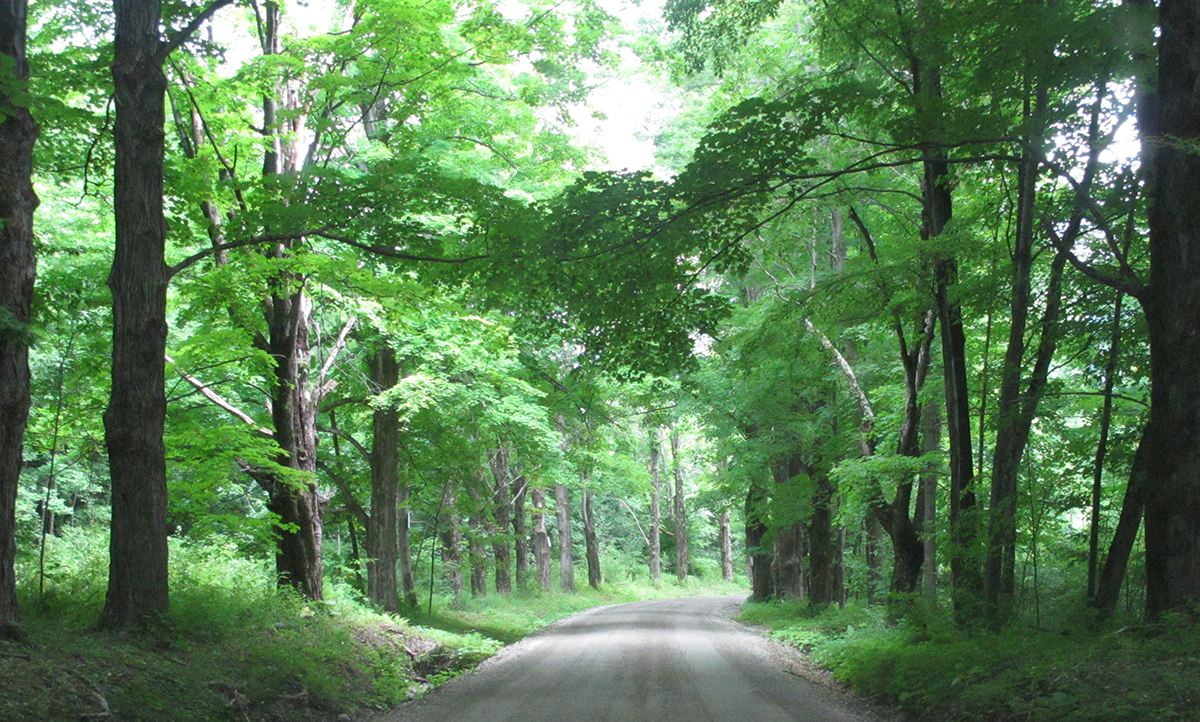 A Forest-Focused Future for Northwest Massachusetts - New England ...