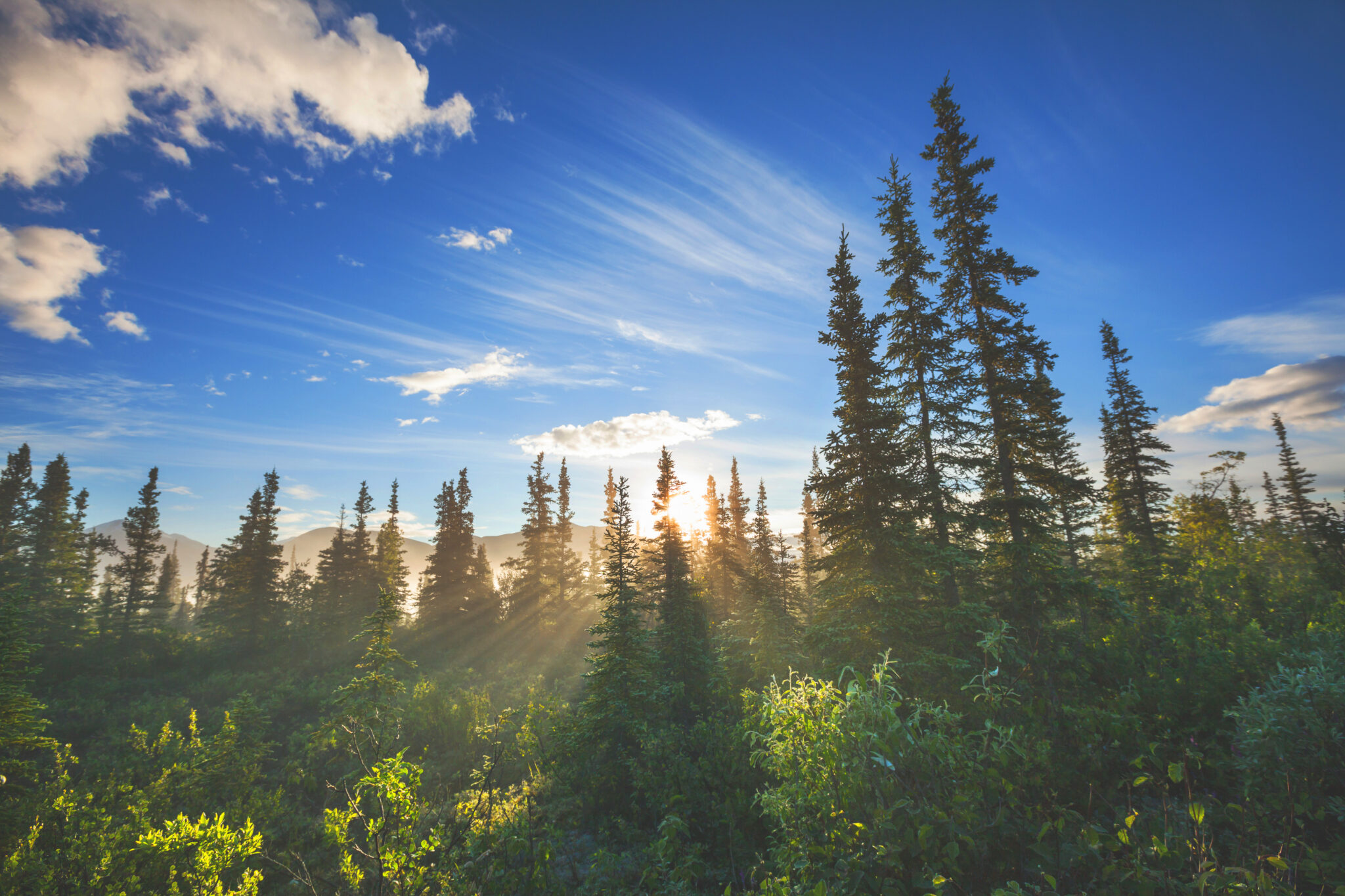 Forests on the Frontline - New England Forestry Foundation New England ...